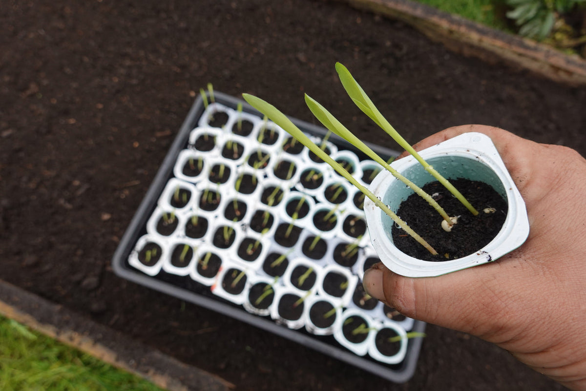 Cosa piantare ad agosto: orto estivo e autunnale – Sgaravatti Shop