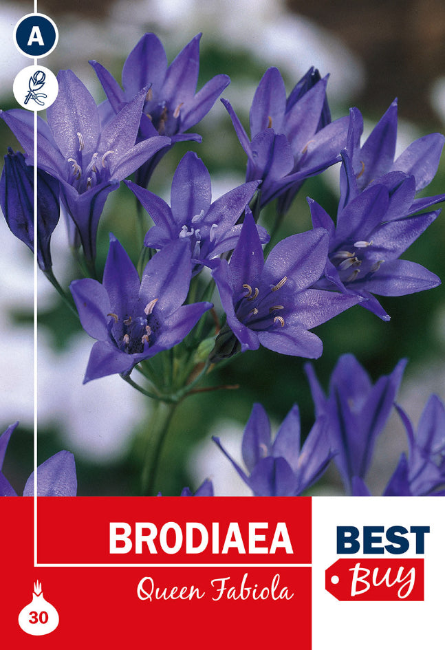 Brodiae Queen Fabiola bulbs to grow in the garden – Sgaravatti Shop