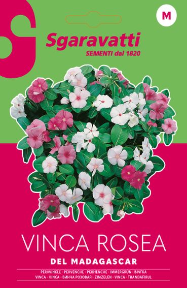 Madagascar Periwinkle seeds. Buy them online | Sgaravatti Shop
