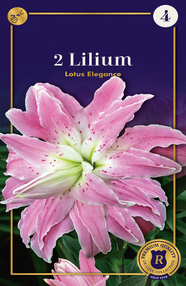 Bulbi di Lilium Lotus Elegance. Acquistali online – Sgaravatti Shop
