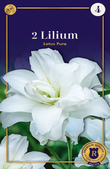 Bulbi di Lilium Lotus Pure. Acquistali online – Sgaravatti Shop