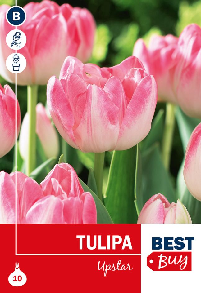 Bulbi di Tulipano Doppio Upstar. Acquistali online – Sgaravatti Shop