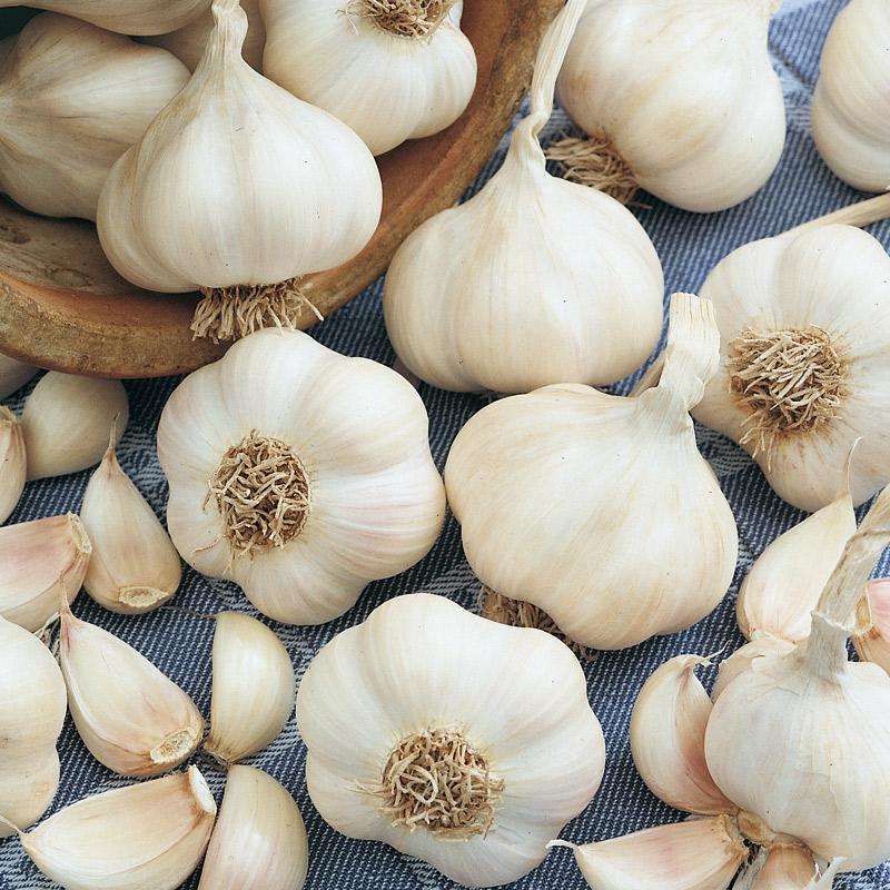 White Garlic Variety GARCUA Origin Spain 55/60 Bulbs. Buy them online ...