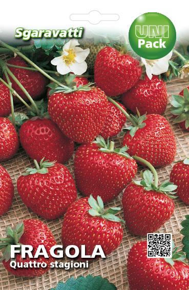 Semi di Fragole 4 Stagioni. Acquistali online – Sgaravatti Shop
