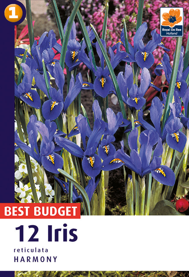 Harmony Iris Reticulata Bulbs. Buy them online – Sgaravatti Shop